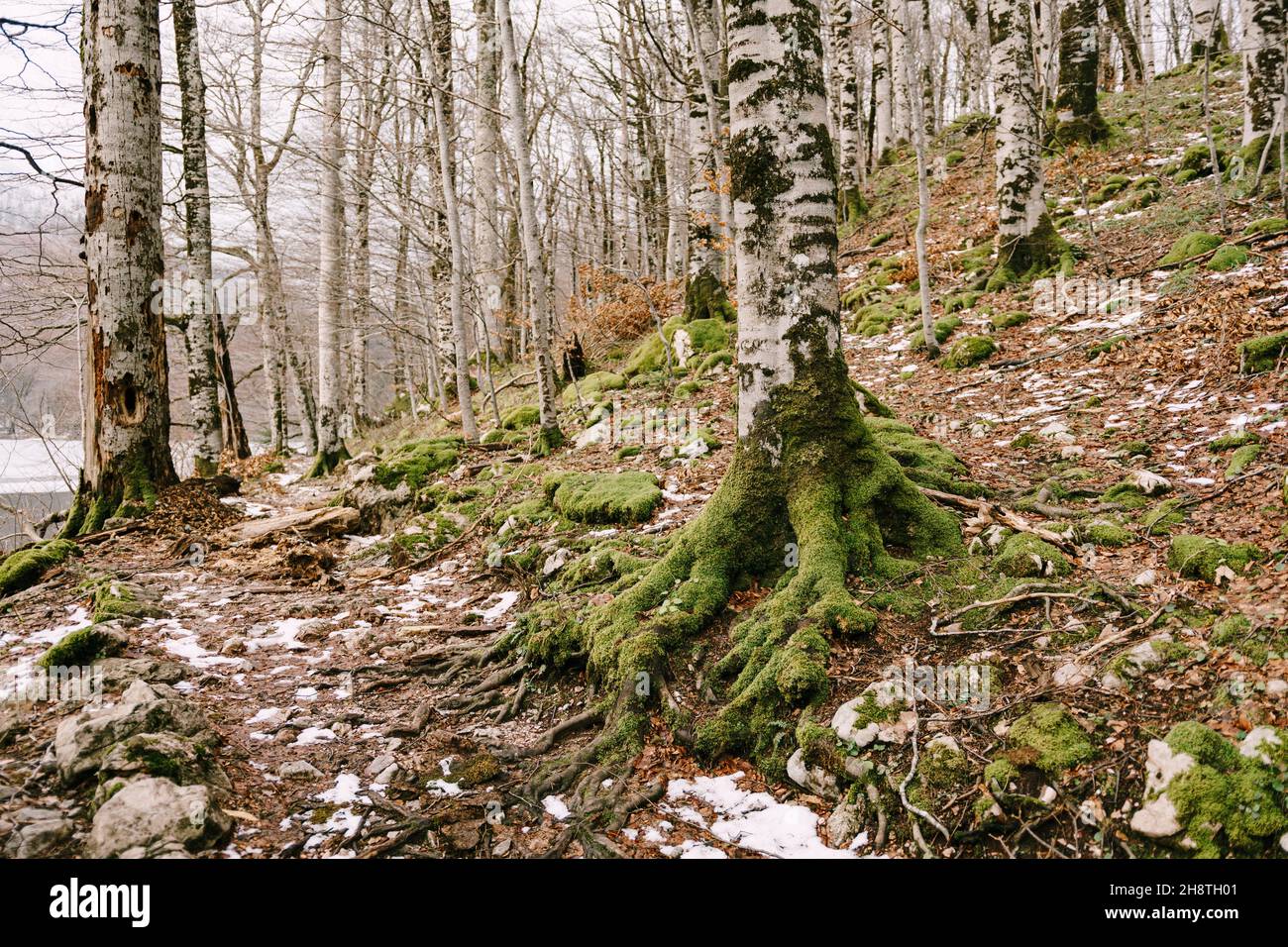 Hiking trail on a slope covered with moss birches in the Biogradska Gora park. Montenegro Stock ...