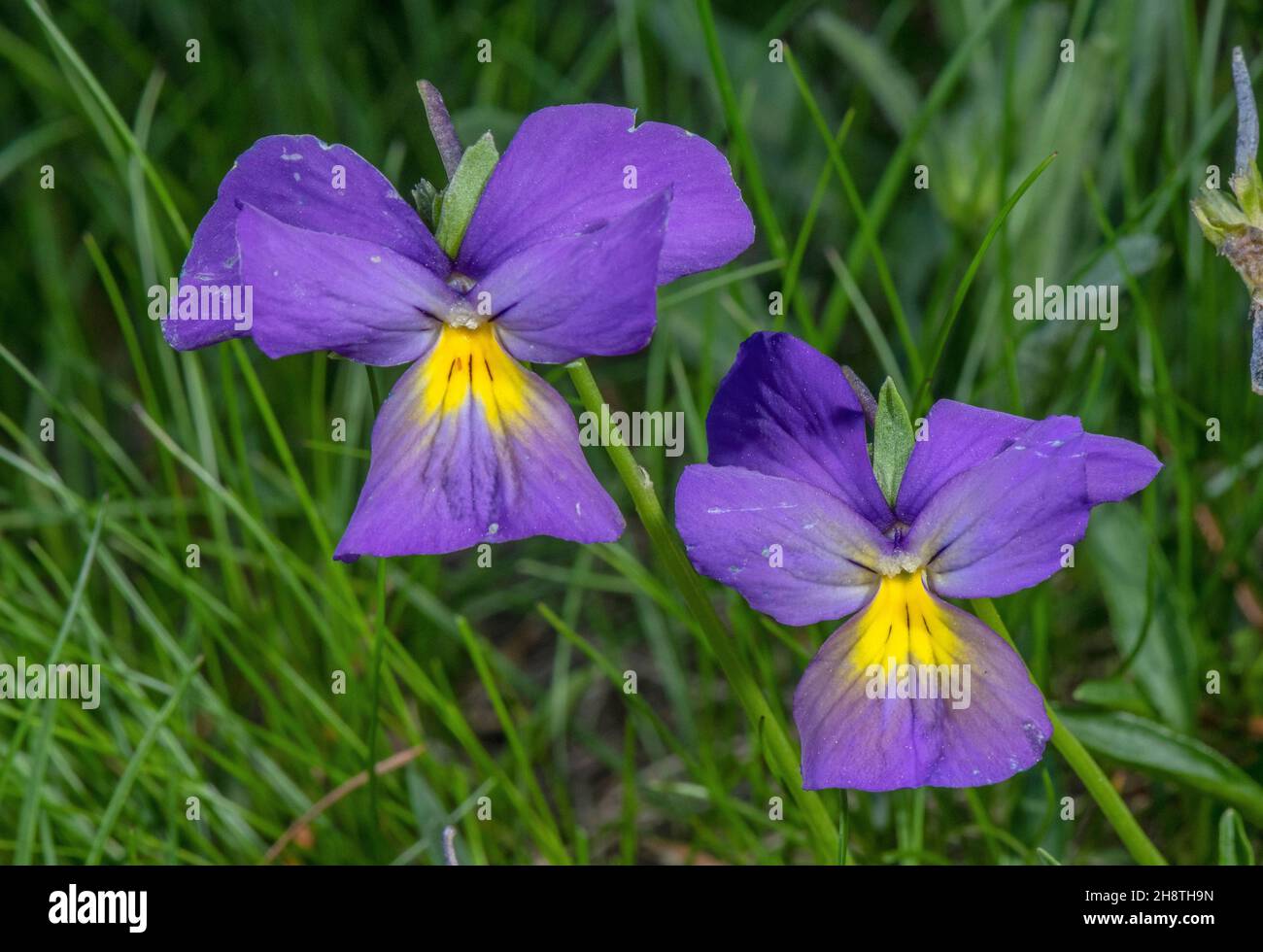 Long Spurred Flowers High Resolution Stock Photography and Images - Alamy