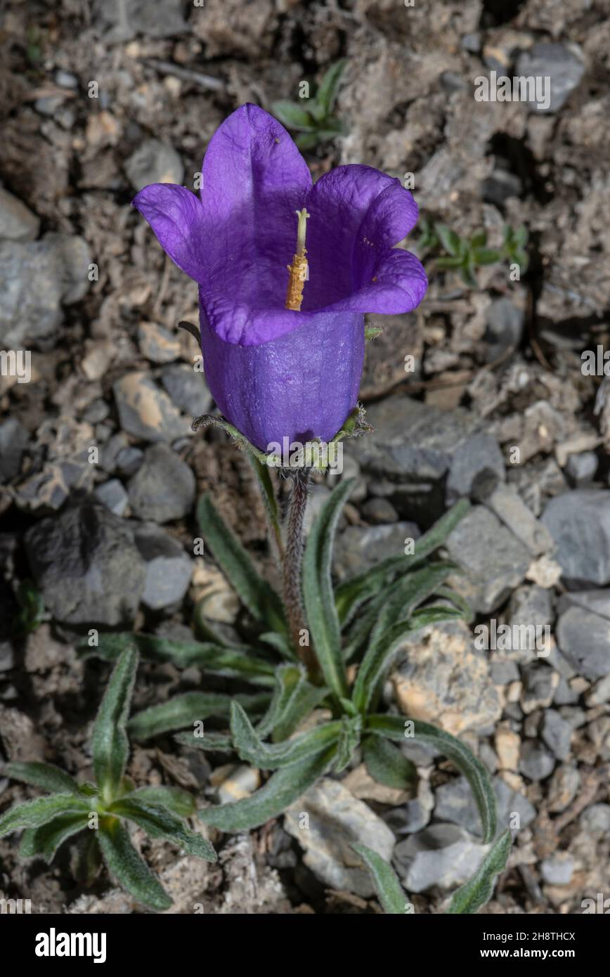 Alpine bellflower, Campanula alpestris, in open alpine turf Stock Photo ...