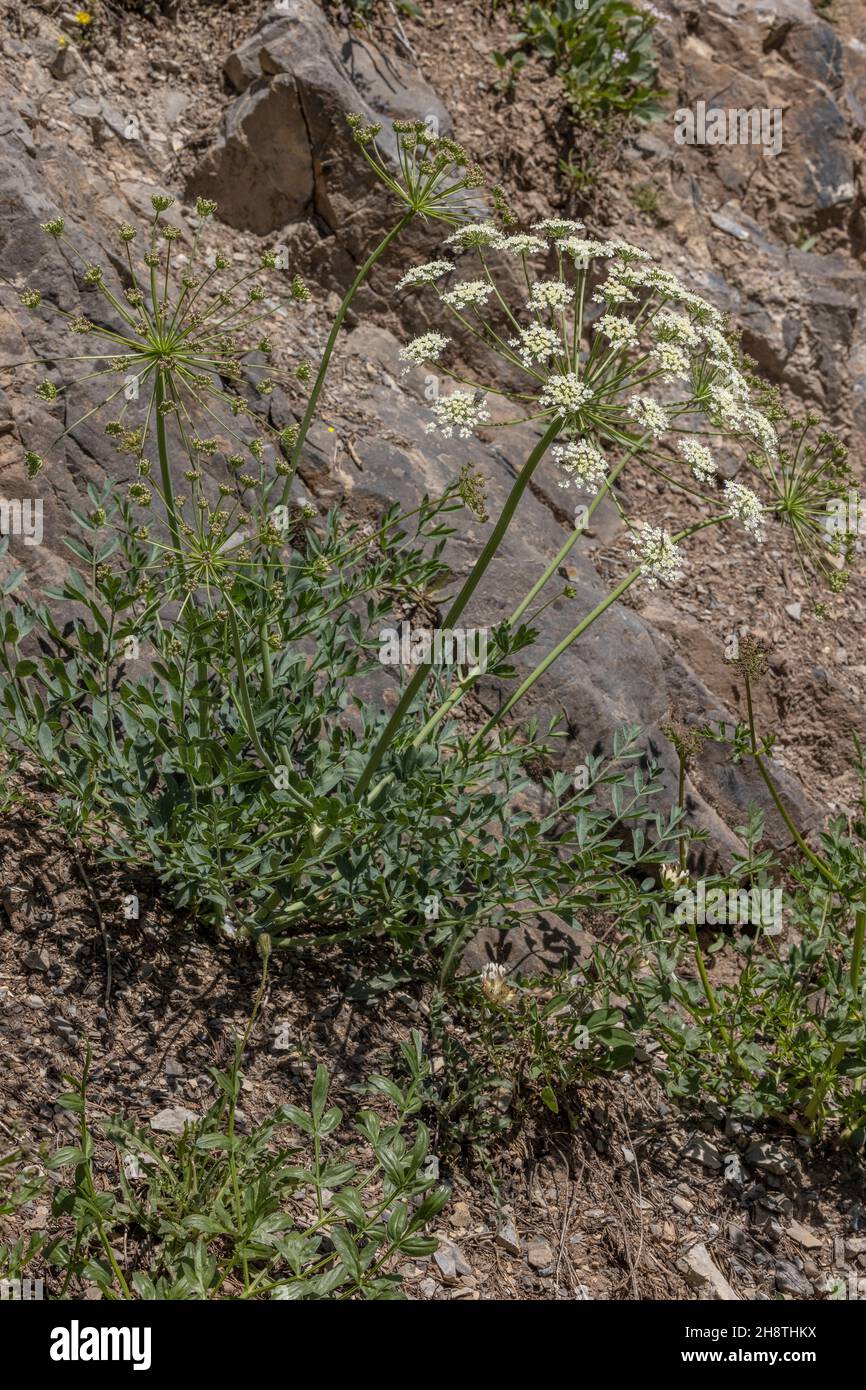 French sermountain hi-res stock photography and images - Alamy