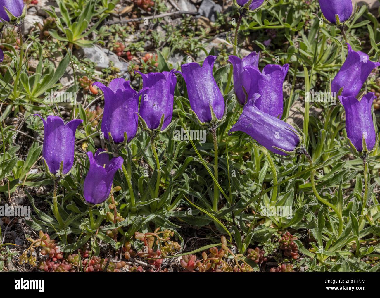 Alpine bellflower, Campanula alpestris, on roadside, French Alps Stock ...