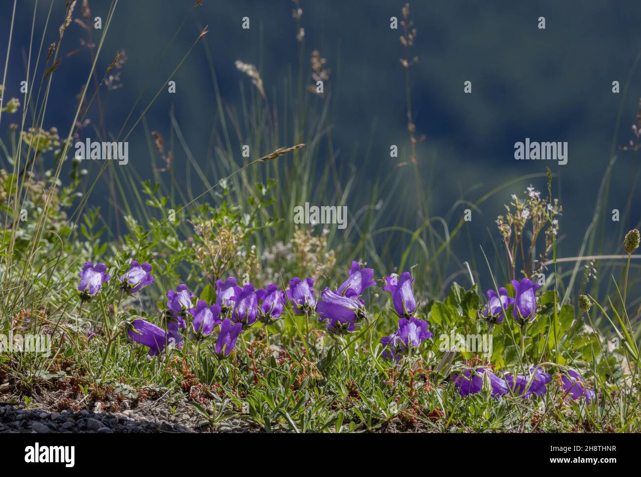 Alpine bellflower, Campanula alpestris, on roadside, French Alps Stock ...