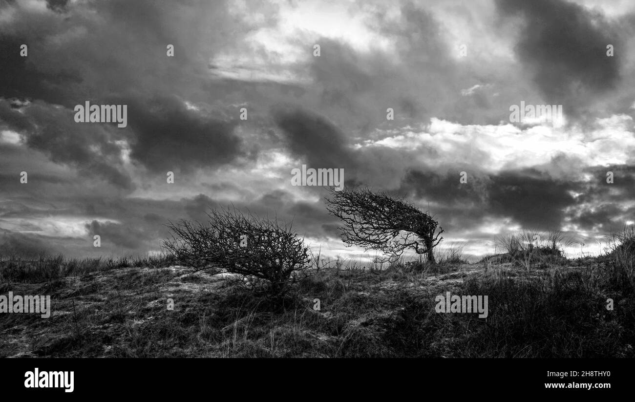 Formby merseyside Black and White Stock Photos & Images - Alamy