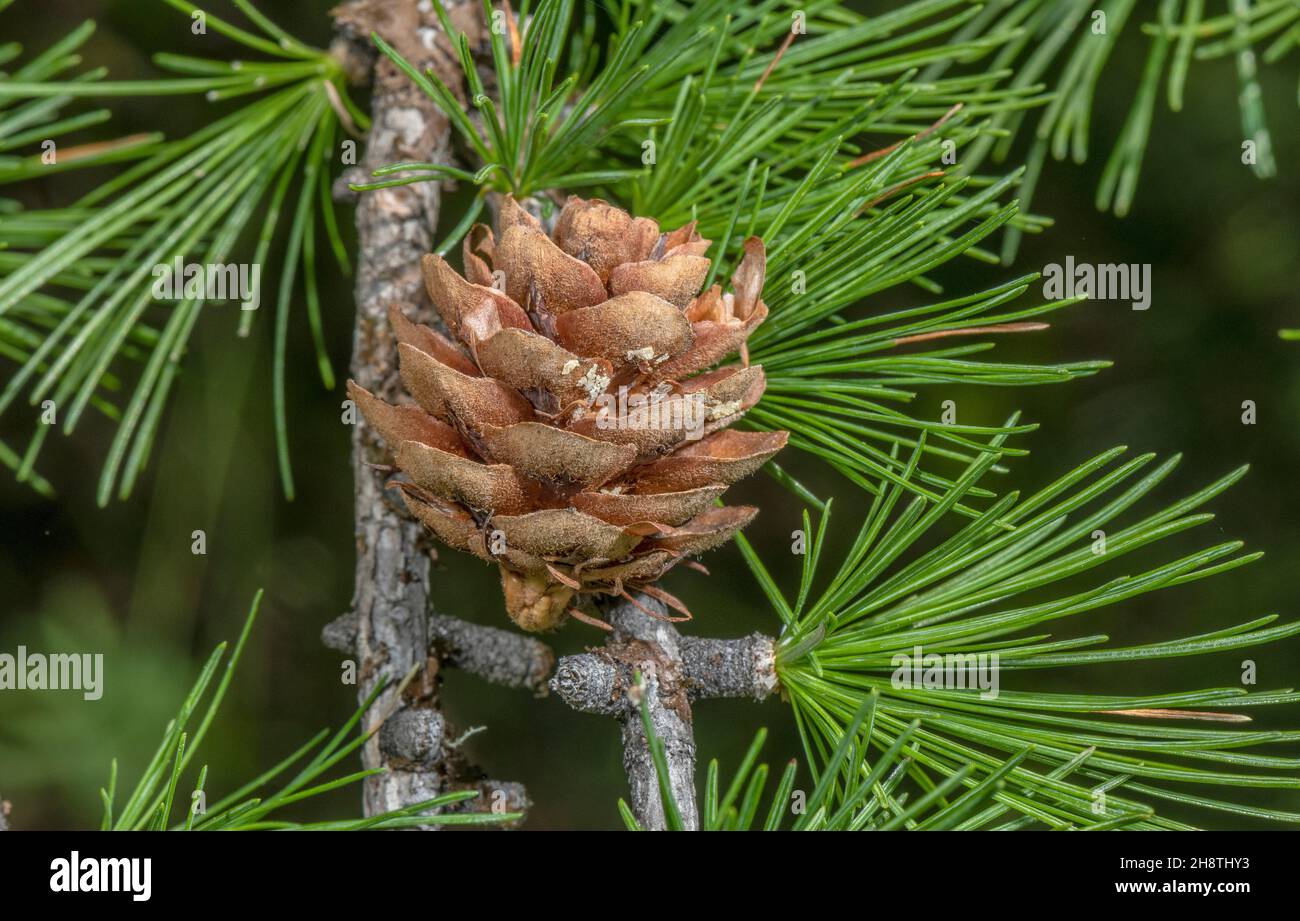 Mature cone, and foliage of larch, Larix decidua Stock Photo - Alamy