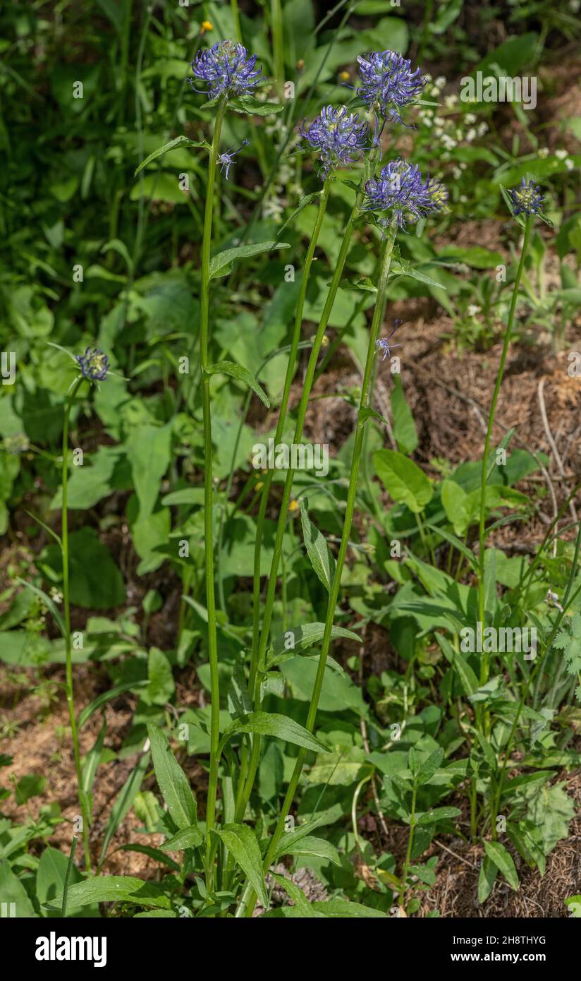 Round headed rampion phyteuma orbiculare hi-res stock photography and ...