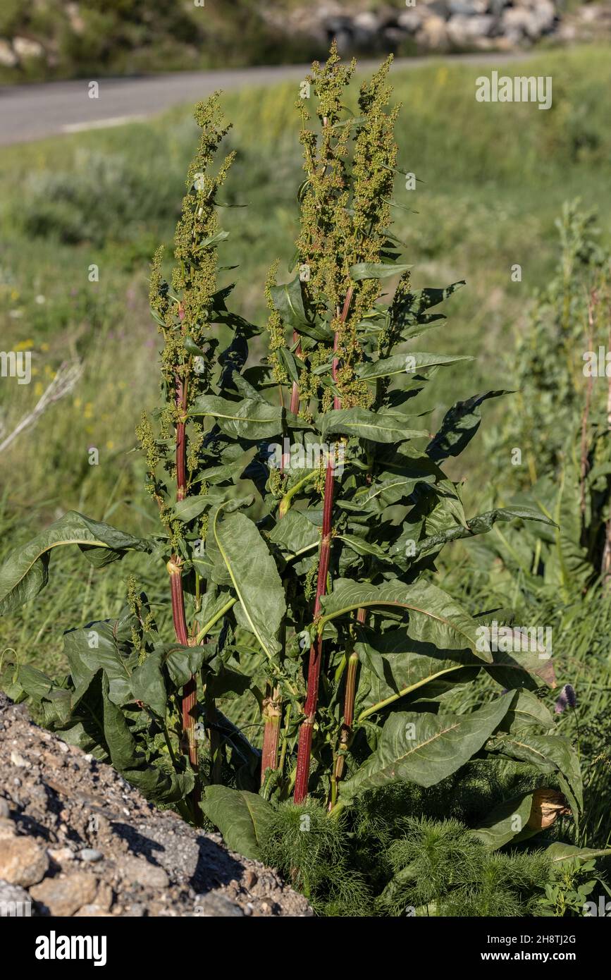 Monk's-rhubarb, Rumex alpinus in flower on roadside, french Alps Stock ...