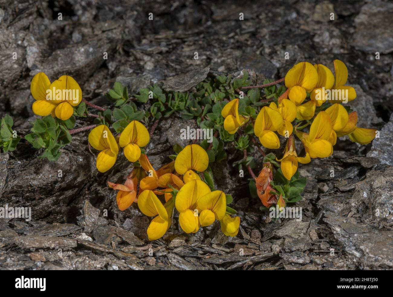 Alpine bird's-foot trefoil, Lotus alpinus in flower at high altitude ...