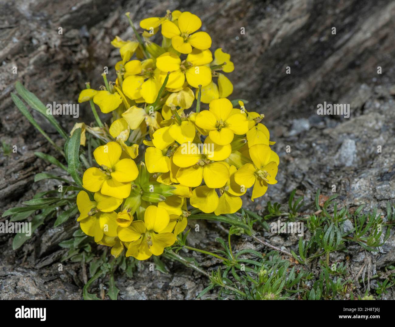 A treacle-mustard or dwarf wallflower, Erysimum jugicola, on the Col d ...
