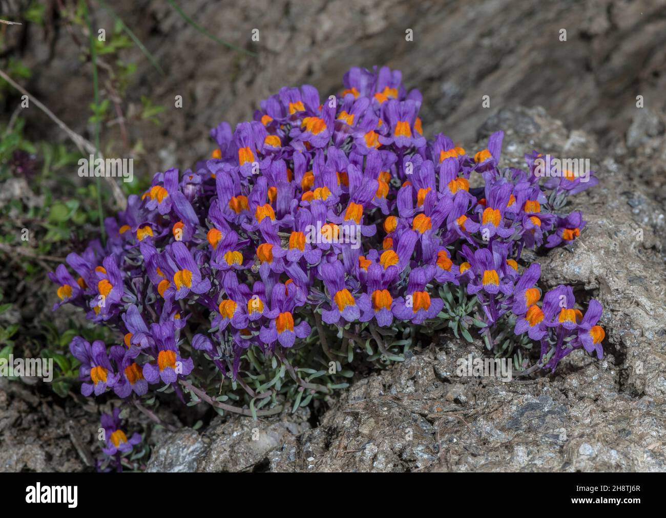 Alpine toadflax, Linaria alpina, in flower on high altitude cliff ...