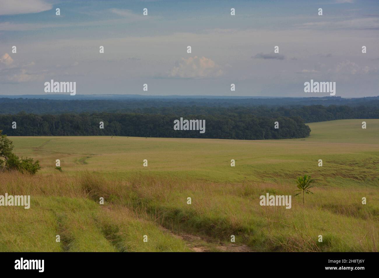 Savannah, Pongara National Park, Gabon, Central Africa Stock Photo - Alamy