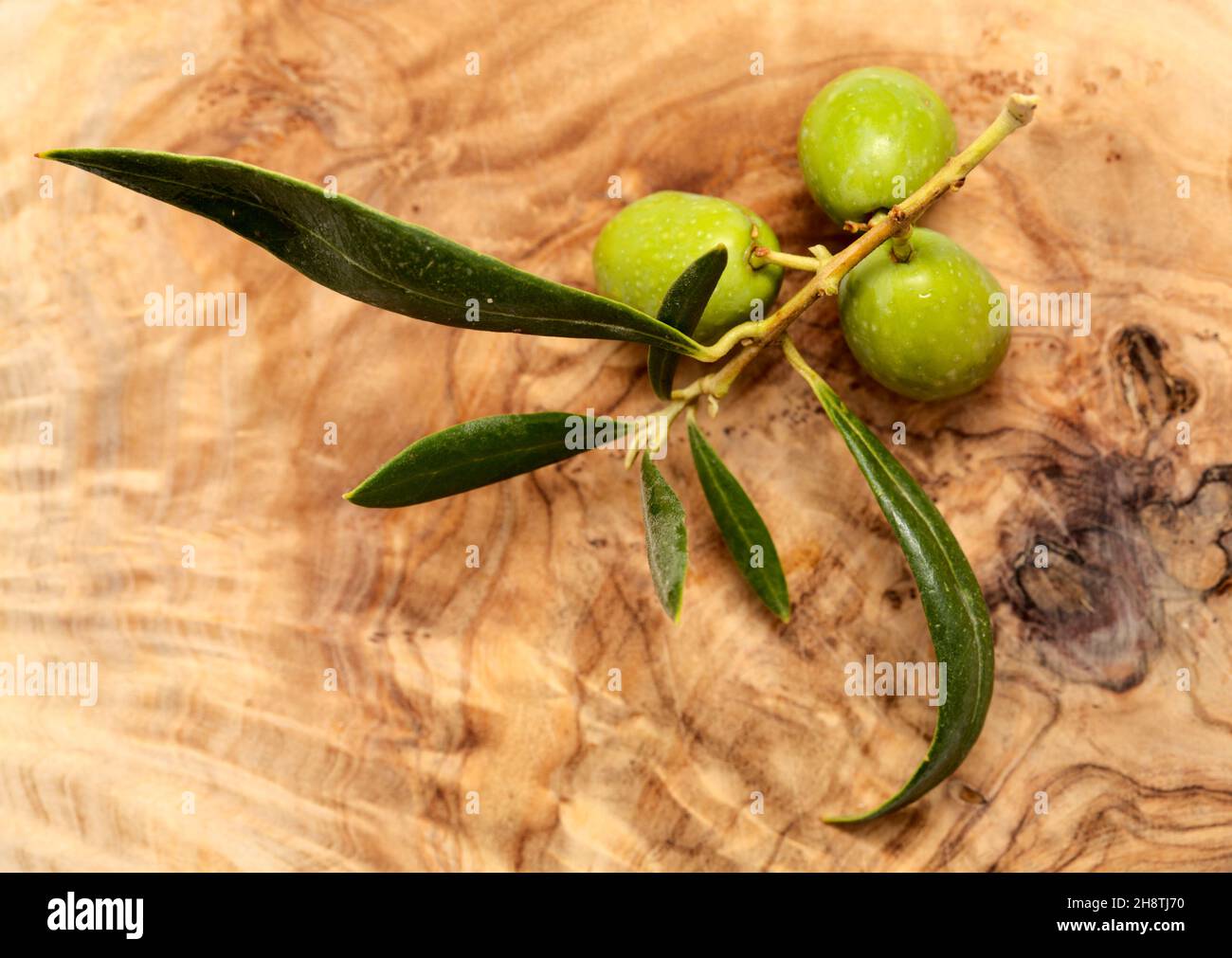 Agriculture of Gran Canaria - small twigs of olive tree Olea europaea ...