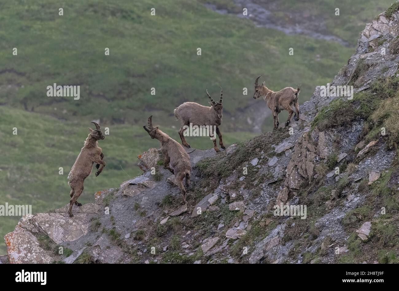 Group of young male Alpine ibex, Capra ibex, displaying and play ...