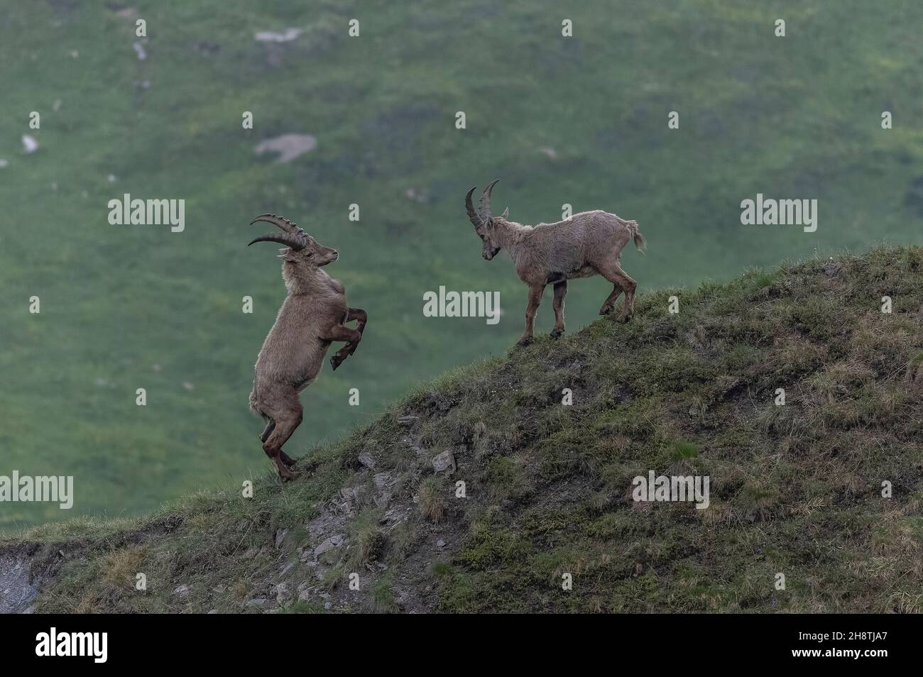 Group of young male Alpine ibex, Capra ibex, displaying and play ...