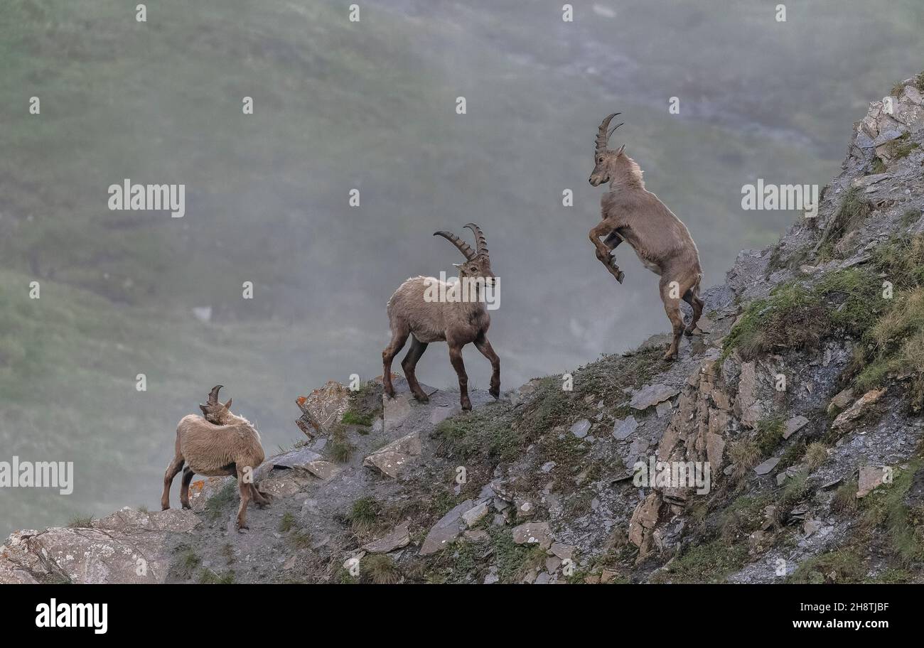 Group of young male Alpine ibex, Capra ibex, displaying and play ...