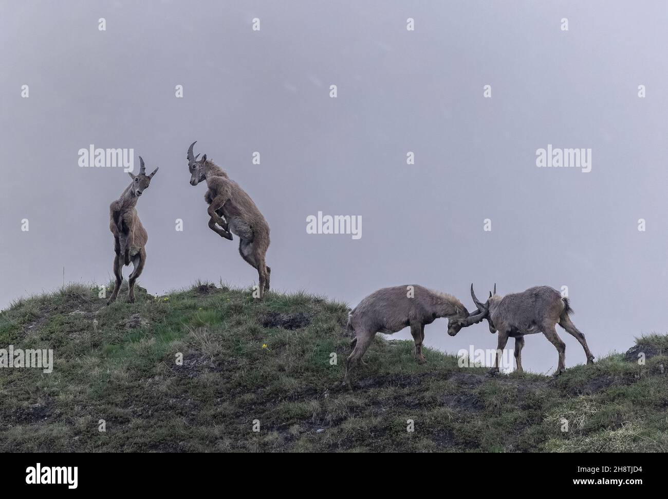 Group of young male Alpine ibex, Capra ibex, displaying and play ...