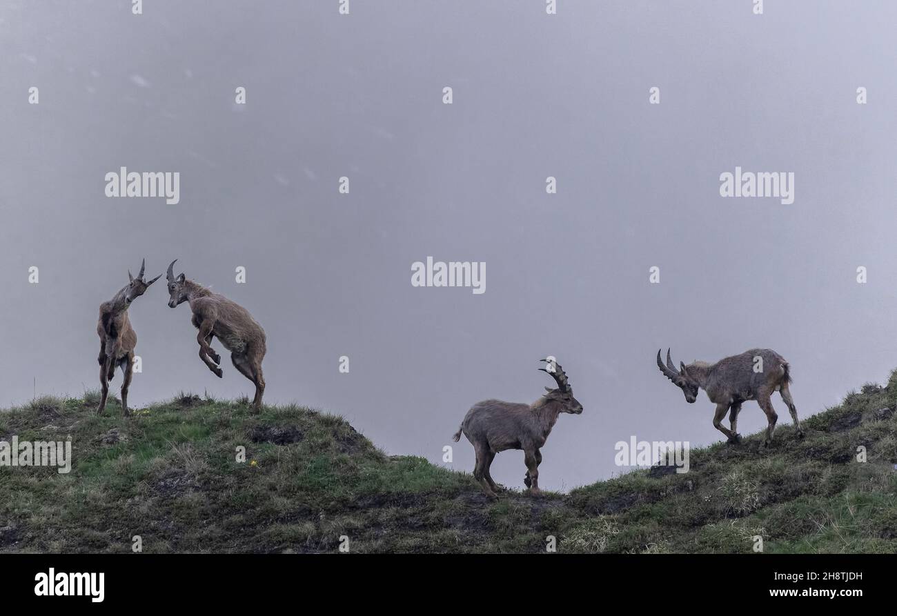 Group of young male Alpine ibex, Capra ibex, displaying and play ...
