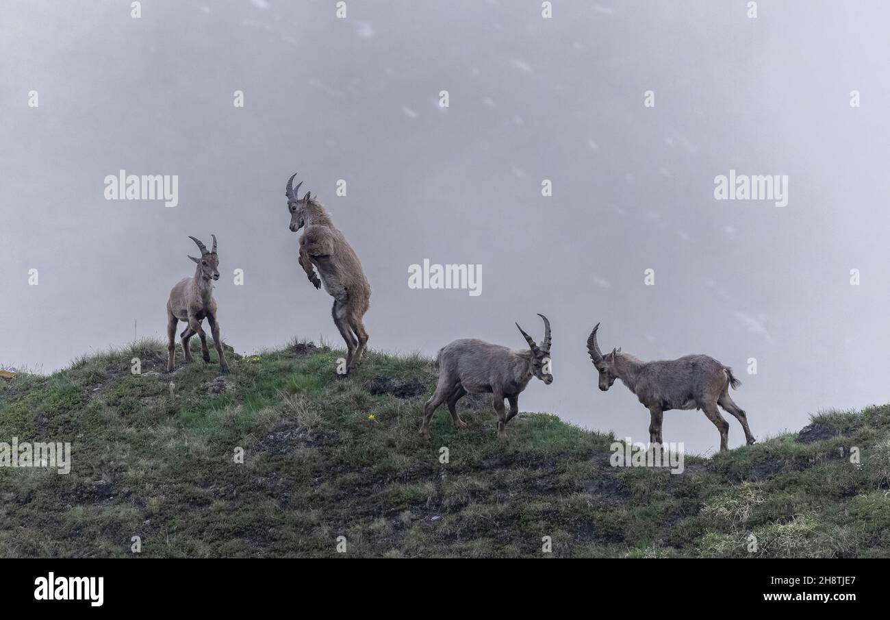 Group of young male Alpine ibex, Capra ibex, displaying and play ...