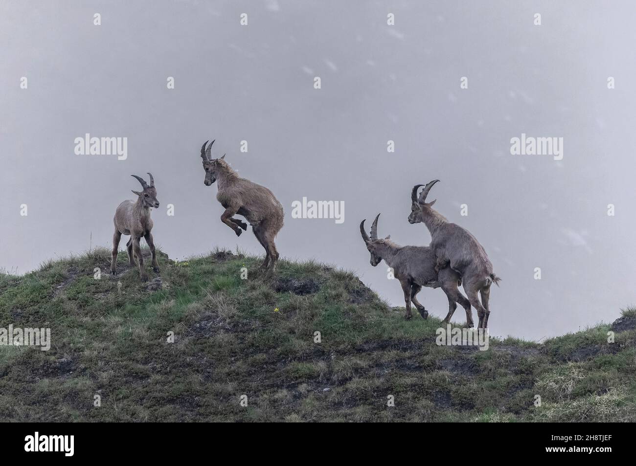 Group of young male Alpine ibex, Capra ibex, displaying and play ...