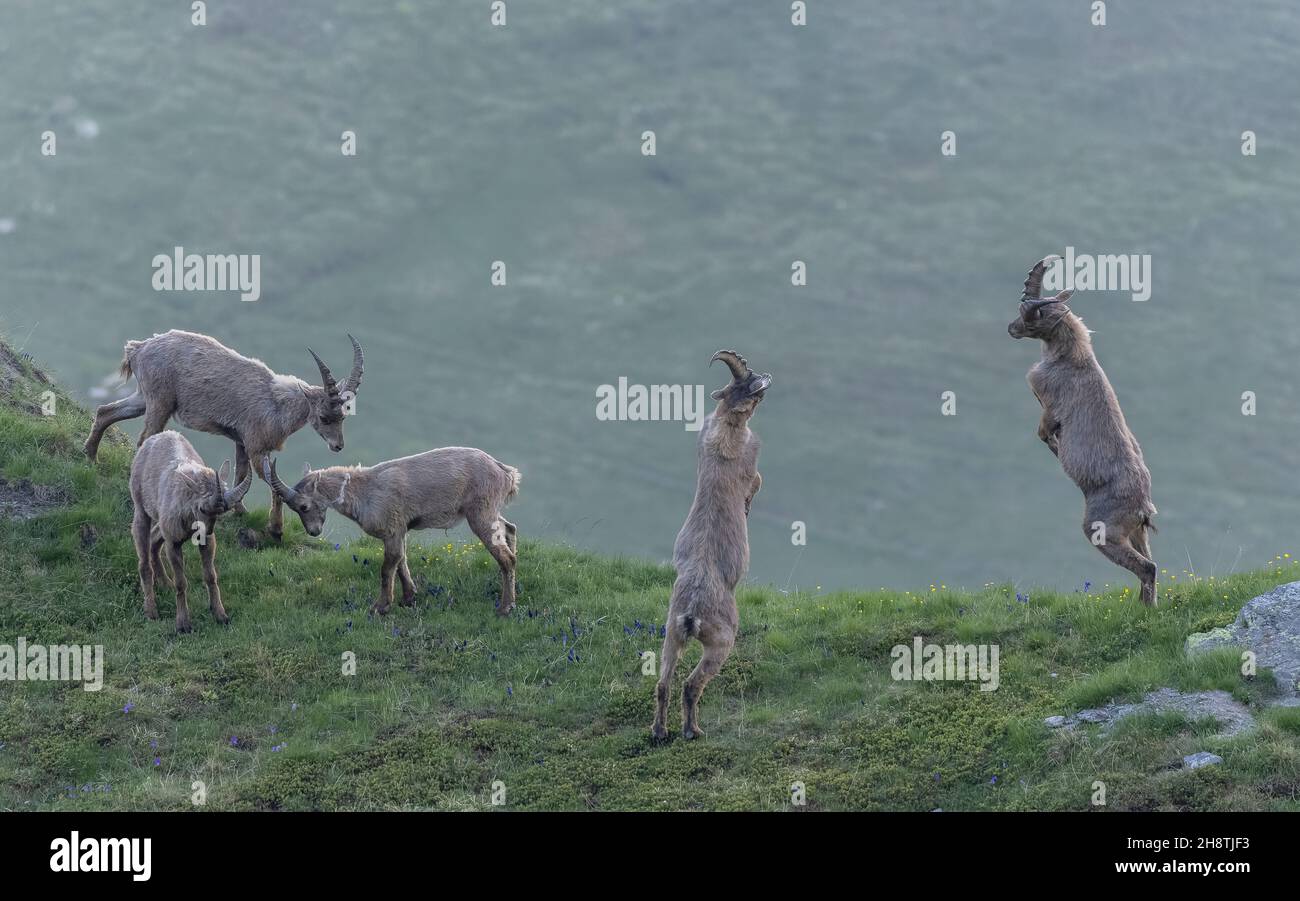 Group of young male Alpine ibex, Capra ibex, displaying and play ...