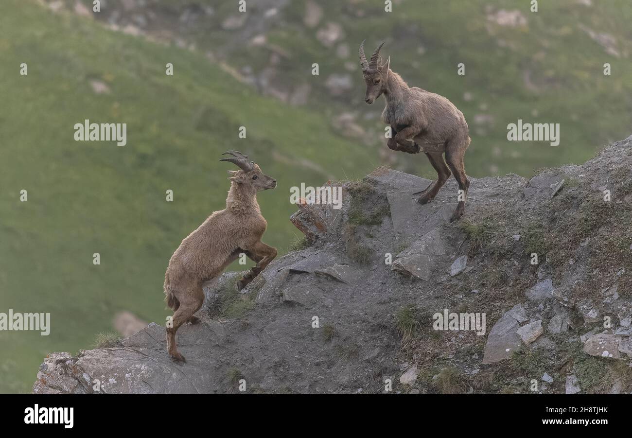 Group of young male Alpine ibex, Capra ibex, displaying and play ...