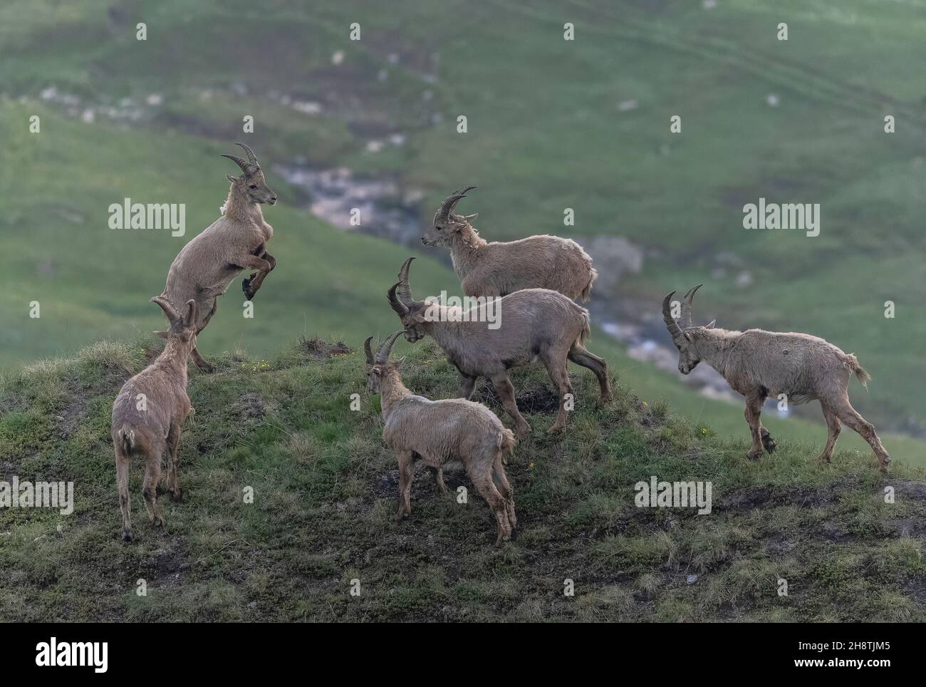 Group of young male Alpine ibex, Capra ibex, displaying and play ...