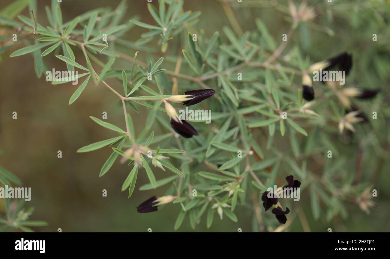 Lotus jacobaeus, black lotus, bird's-foot trefoil native to Cabo Verde ...