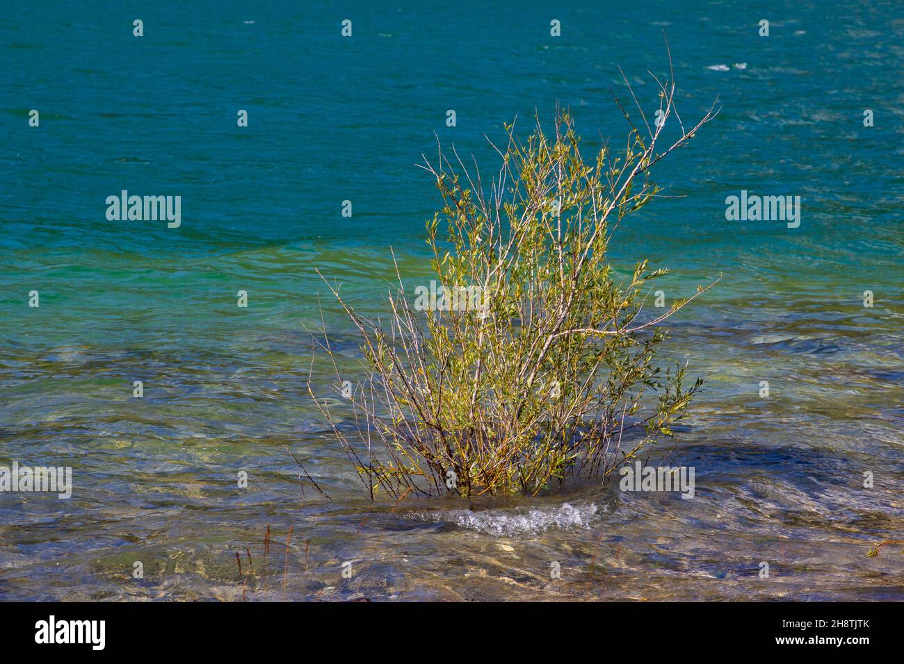 Growing by the water hi-res stock photography and images - Alamy