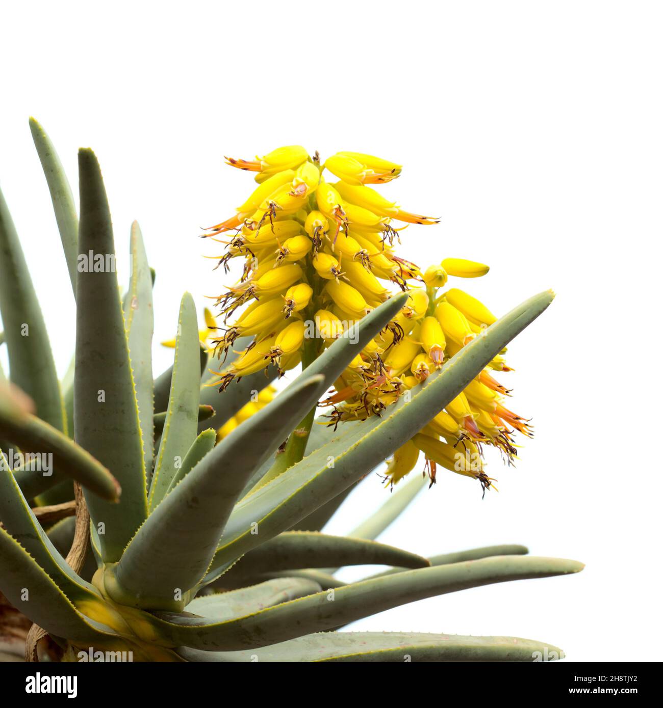 Yellow flowers of Aloe ramosissima, maiden's quiver tree, isolated on ...
