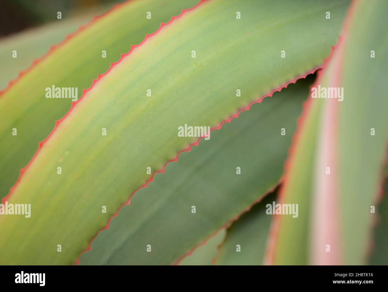 Aloe speciosa aka tilt-head aloe succulent leaves with red edges ...