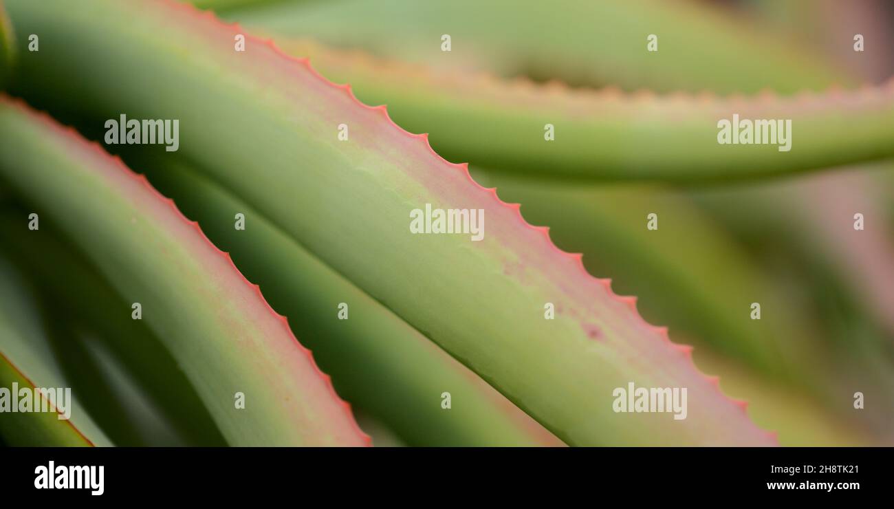 Aloe speciosa aka tilt-head aloe succulent leaves with red edges ...