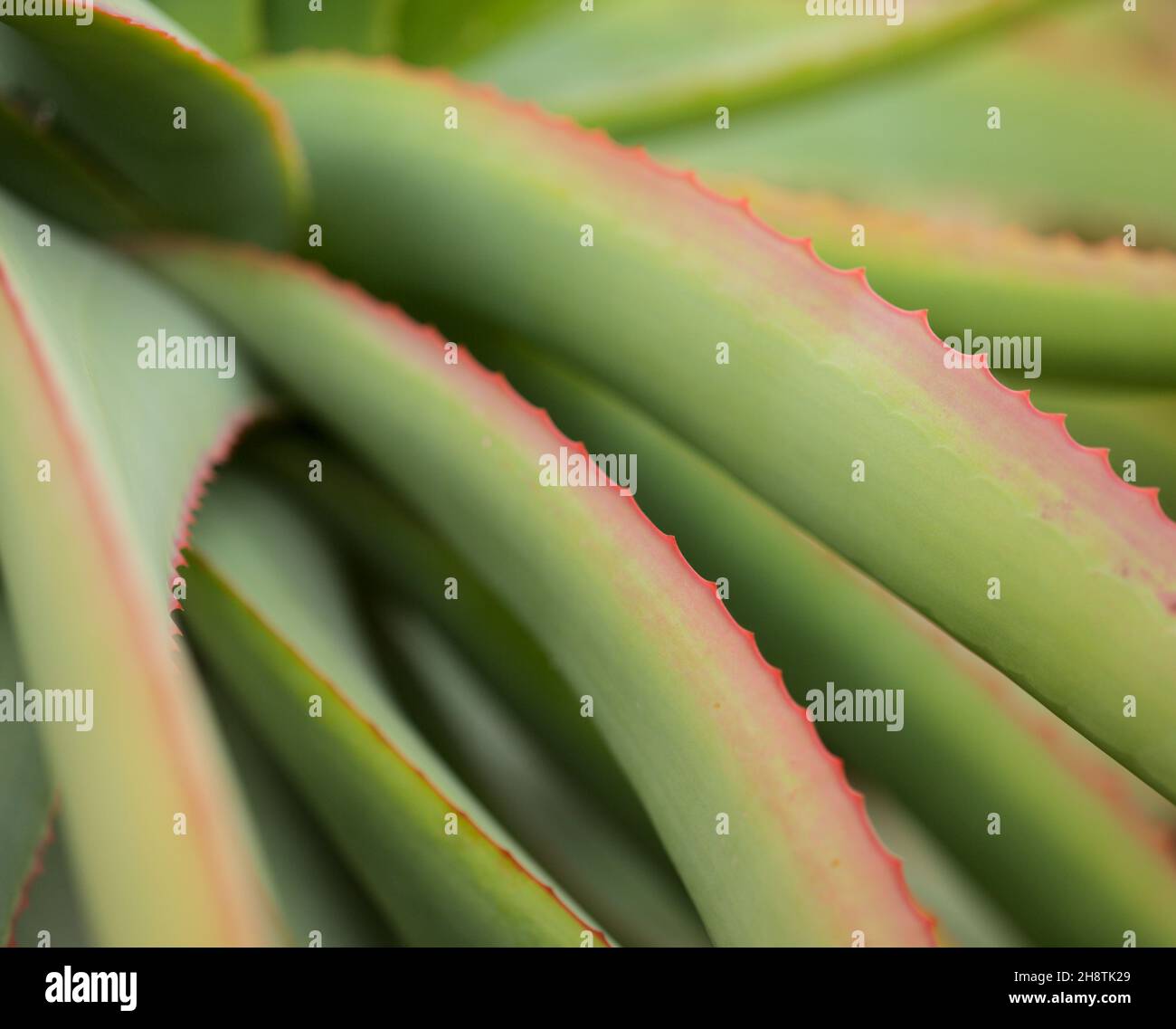 Aloe speciosa aka tilt-head aloe succulent leaves with red edges ...