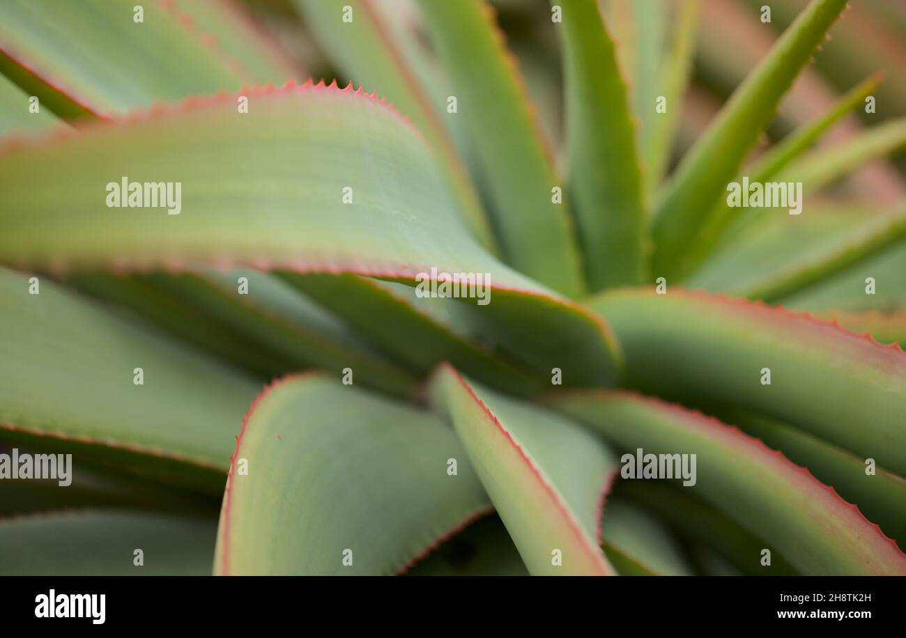 Aloe speciosa aka tilt-head aloe succulent leaves with red edges ...