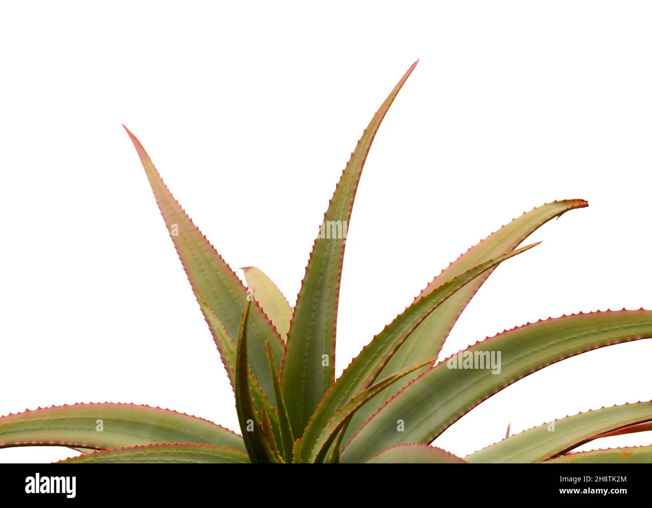 Aloe speciosa aka tilt-head aloe succulent leaves with red edges ...