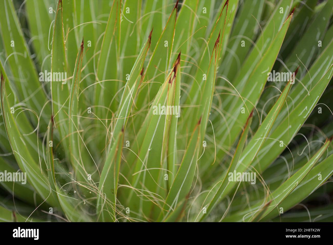 Agave filifera hi-res stock photography and images - Alamy
