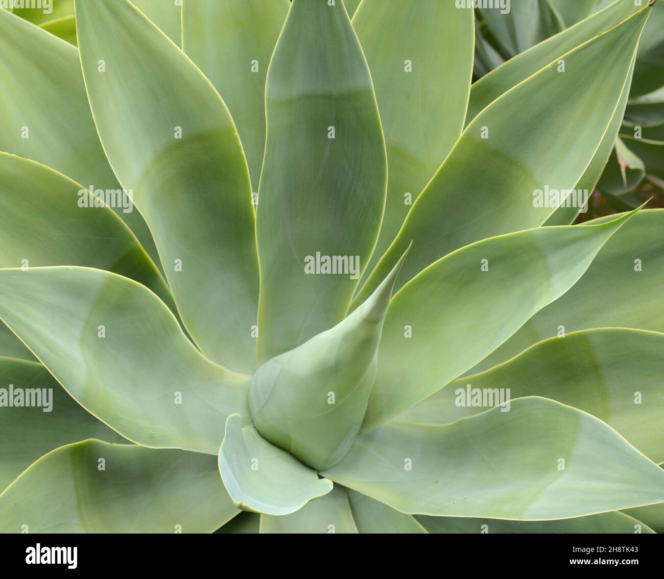 Attractive glaucous-gray leaves of Agave attenuata, Foxtail agave ...