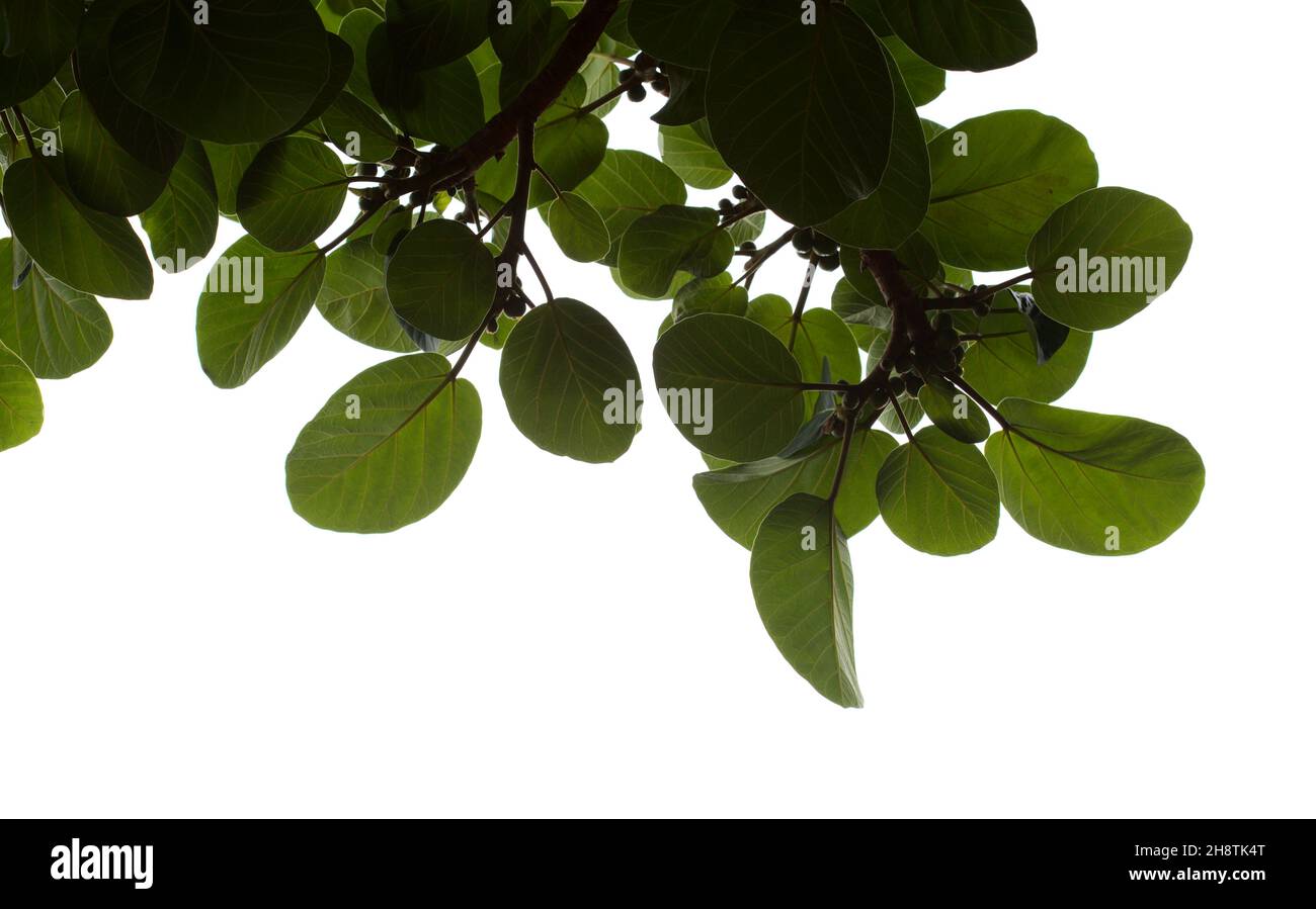 Branches with round green leaves of Ficus vasta, sycamore-fig from ...