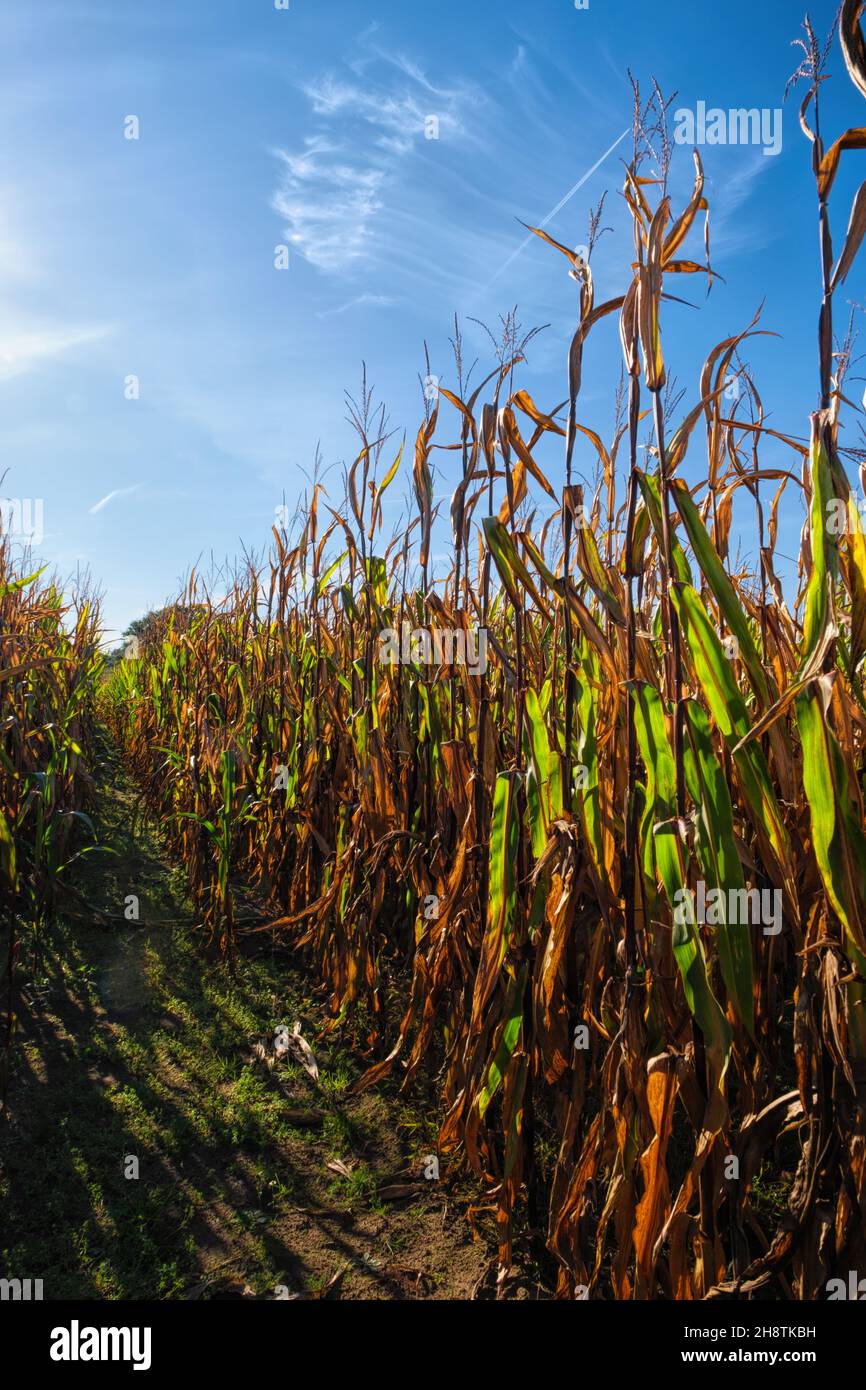 Autumnal wilting cornfield with corn on the cob Stock Photo - Alamy