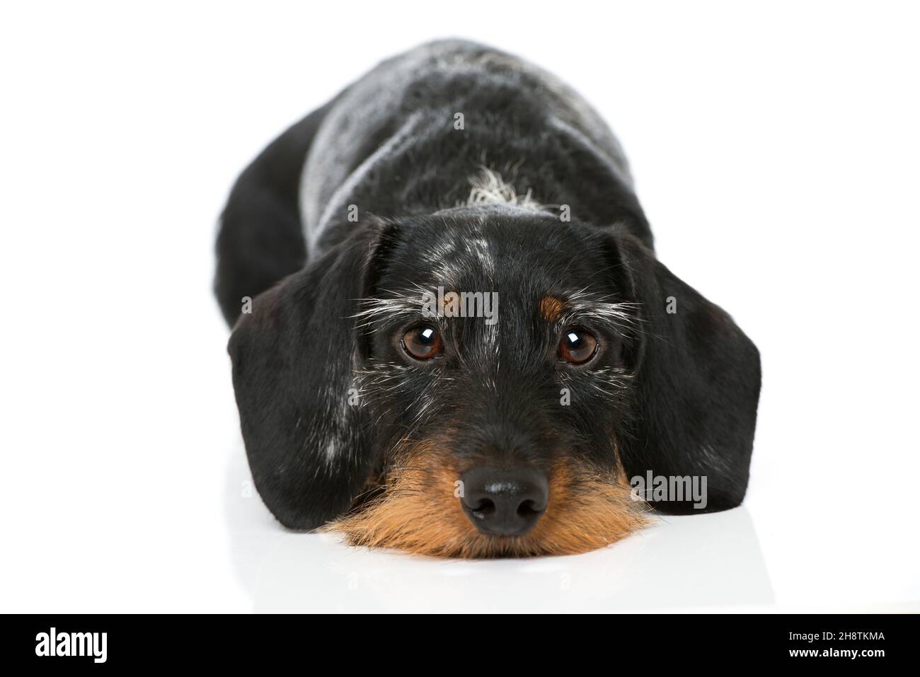 Cute dachshund isolated on white Stock Photo - Alamy