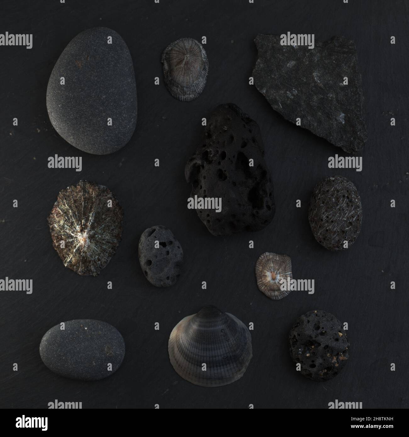 Flat lay arrangements of pebbles and shells collected on beaches of ...