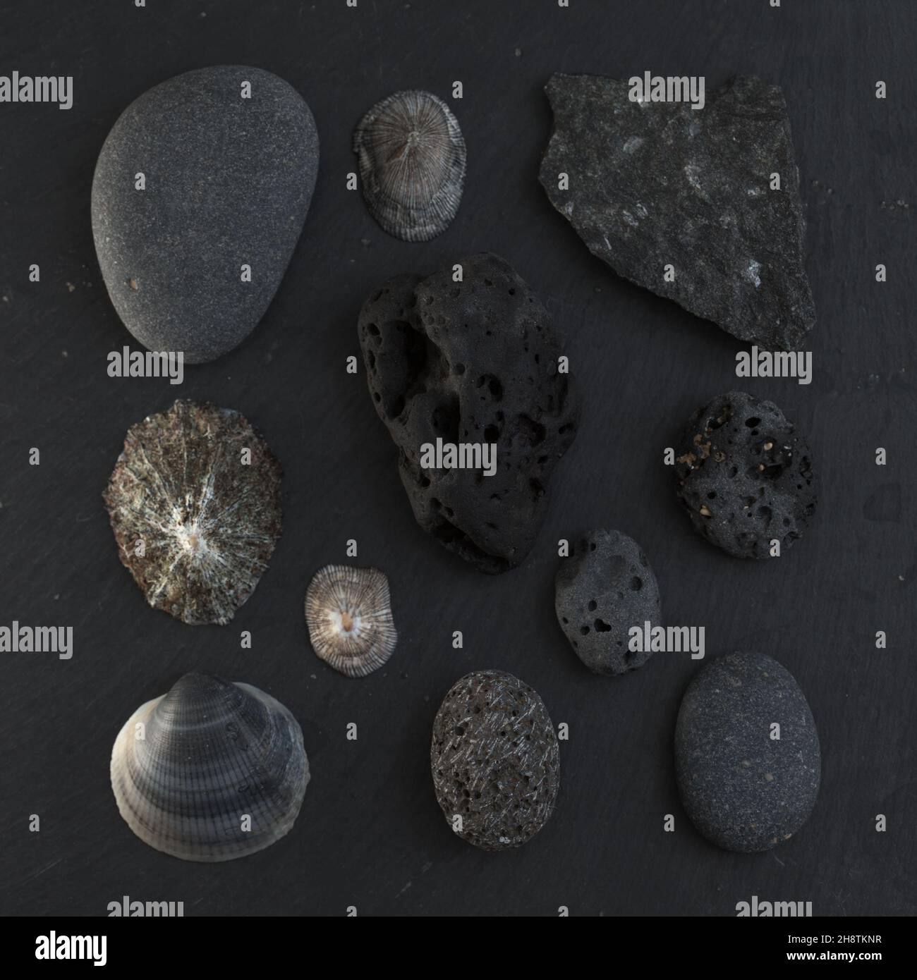 Flat lay arrangements of pebbles and shells collected on beaches of ...