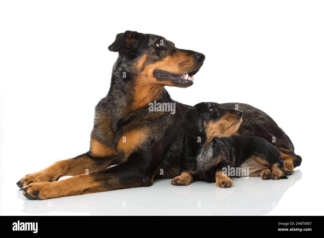 Big and small dog isolated on white Stock Photo - Alamy