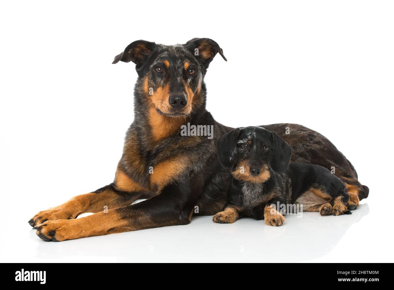 Big and small dog isolated on white Stock Photo - Alamy