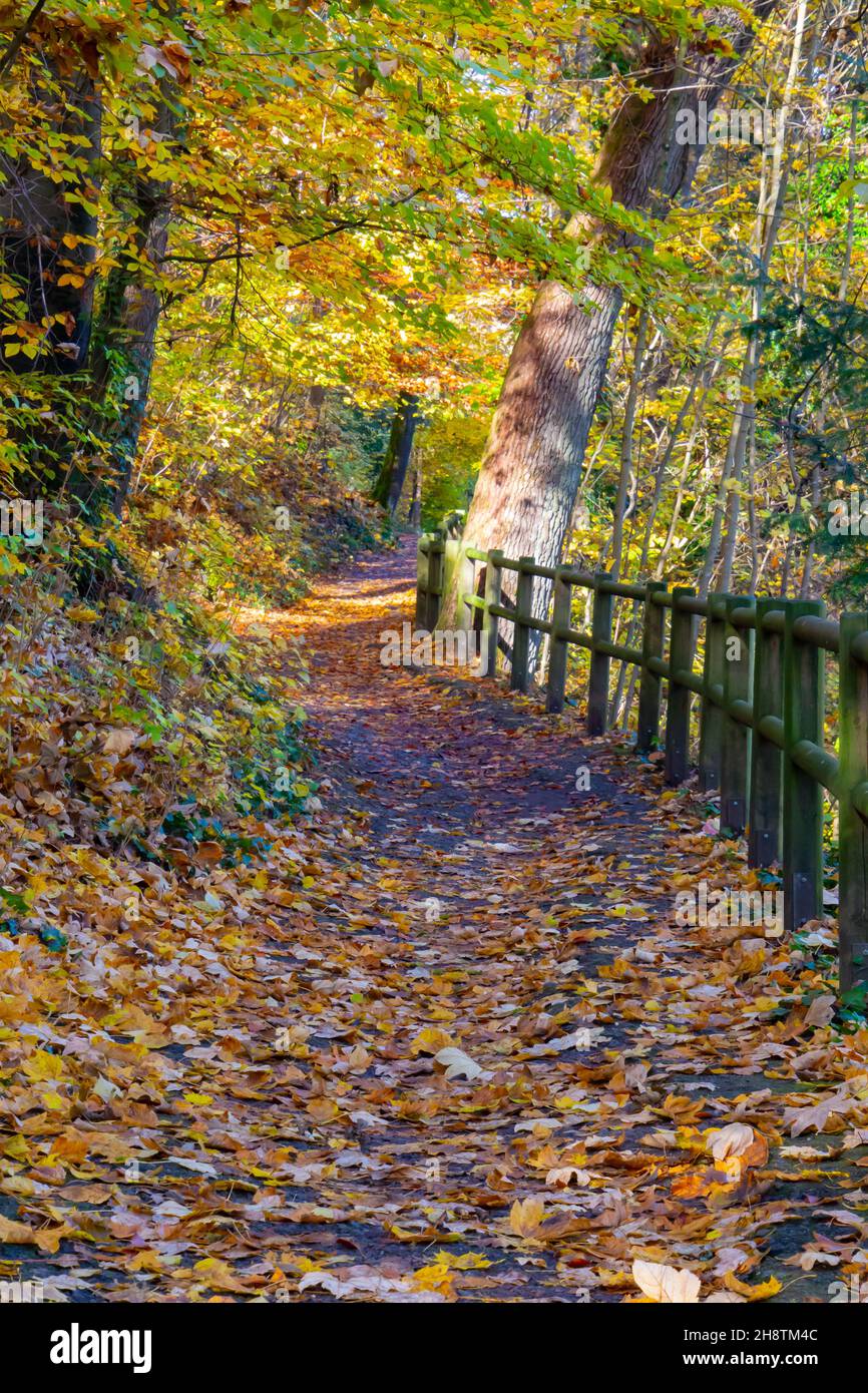 Footpath with railing in autumn forest Stock Photo - Alamy