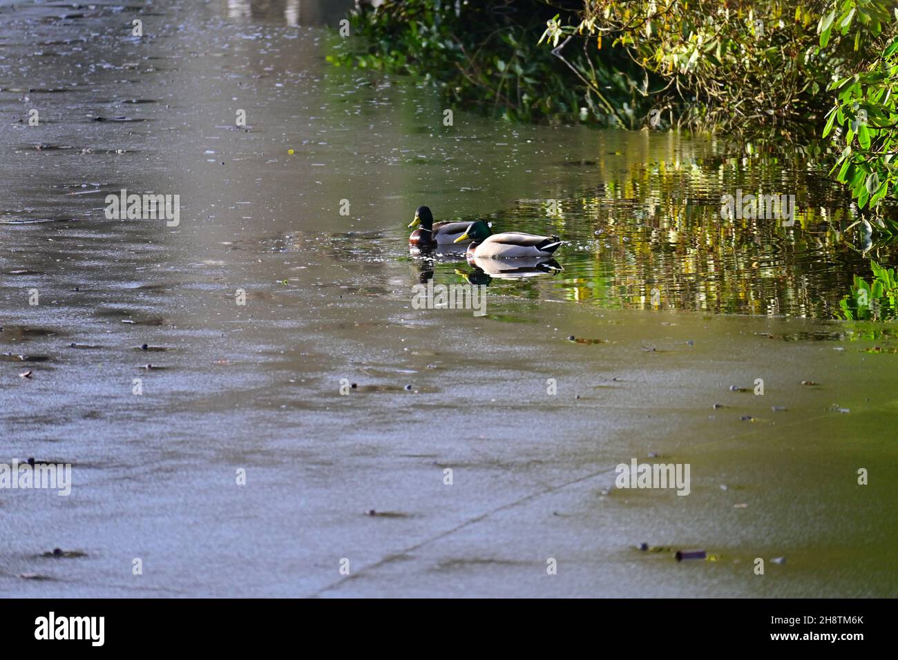 Ducks in river reeds hi-res stock photography and images - Alamy