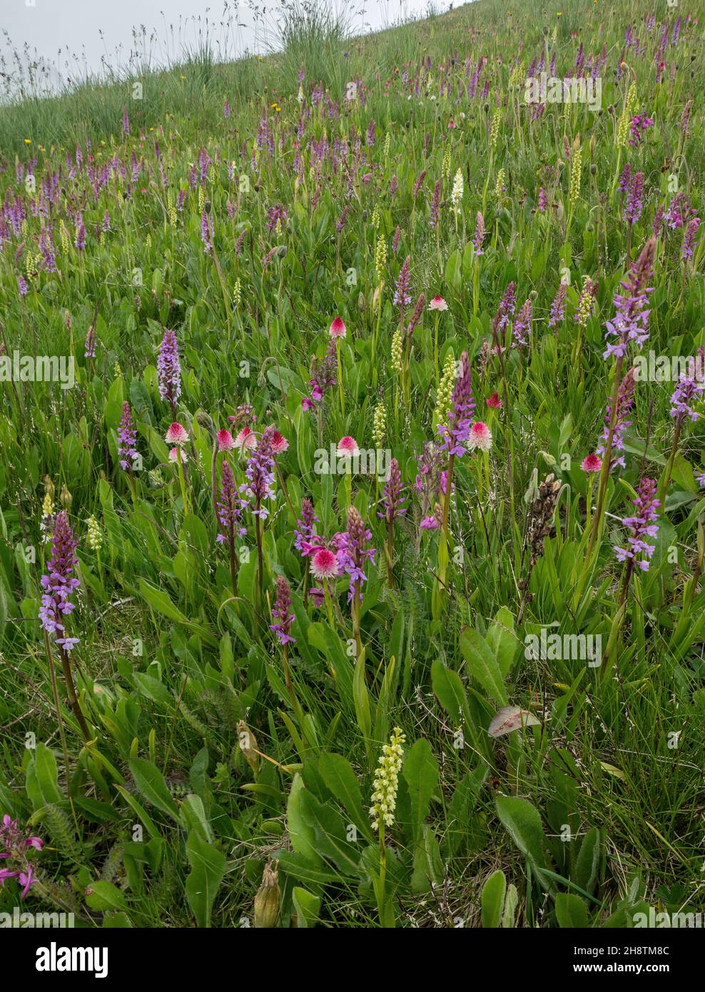 Exceptional mountain orchid meadow, Col Sampiero, Maritime Alps, Italy ...