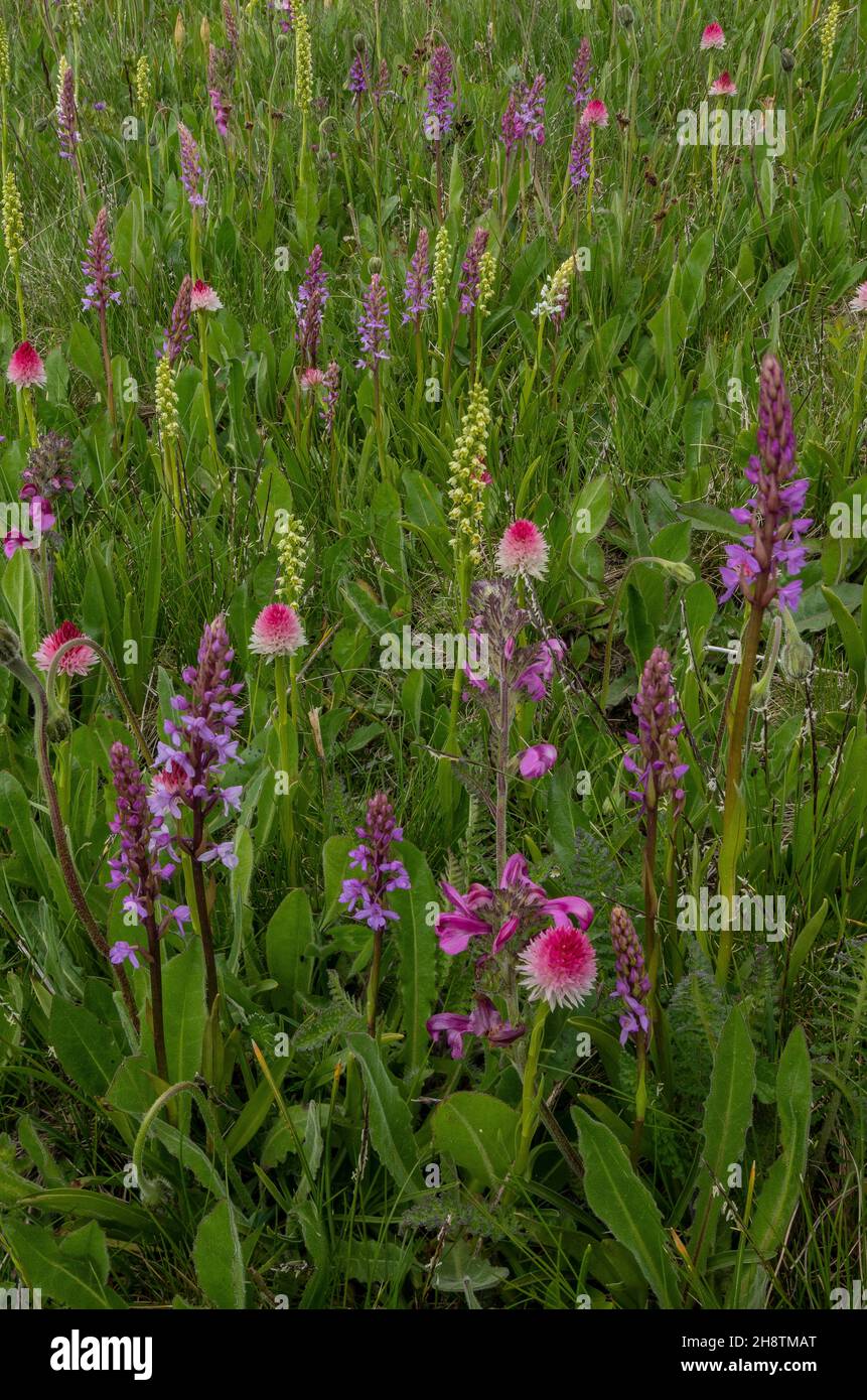 Exceptional mountain orchid meadow, Col Sampiero, Maritime Alps, Italy ...
