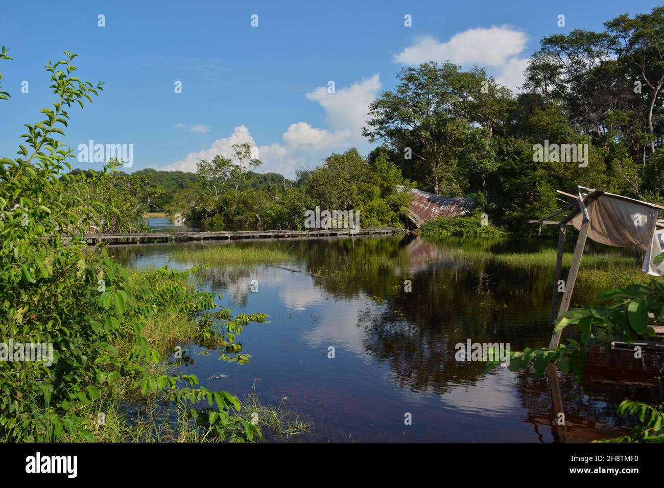 Mangrove, Gabon, Africa Stock Photo - Alamy