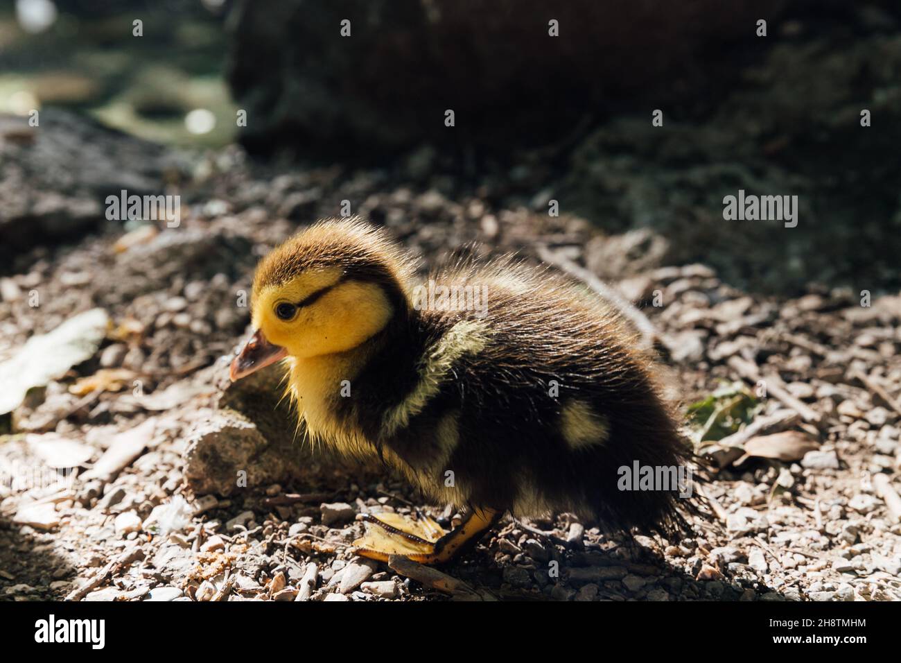 little duckling alone without mom on the lake Stock Photo - Alamy