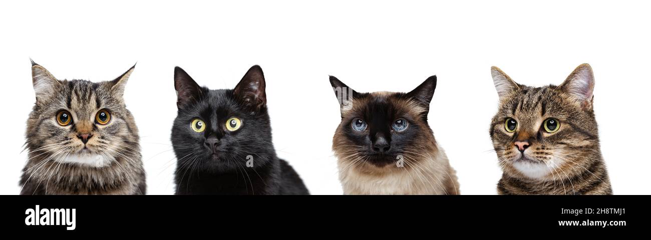 Set made of close-up portraits of cats different breeds on white studio ...
