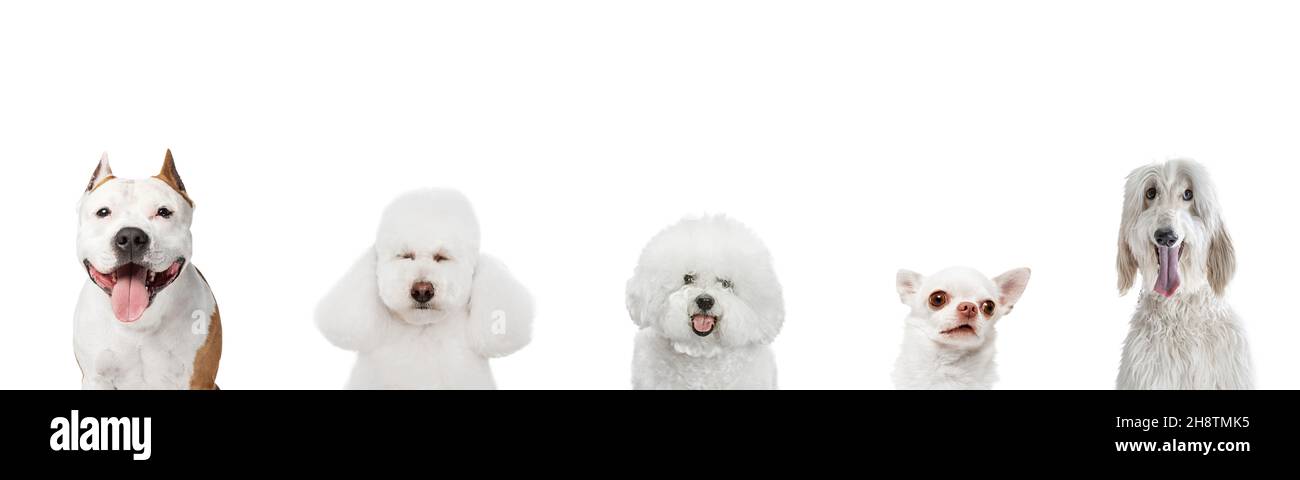 Horizontal flyer made of images of funny small and big dogs different ...